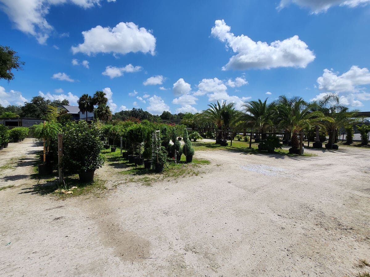 Gallery – Zephyr Lake Tree Farm