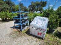 Gallery – Zephyr Lake Tree Farm