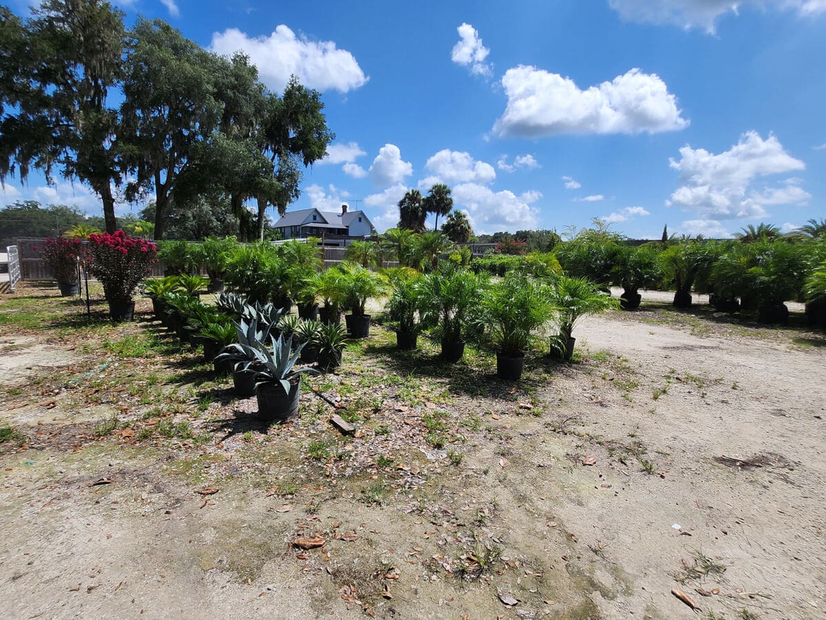 Gallery – Zephyr Lake Tree Farm