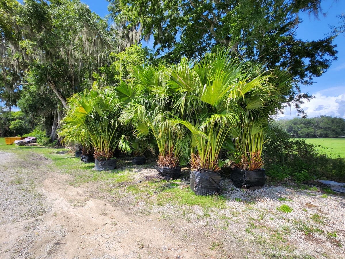 Gallery – Zephyr Lake Tree Farm