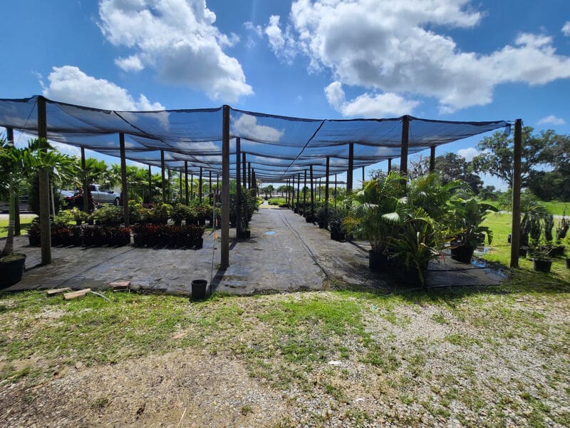 Gallery – Zephyr Lake Tree Farm