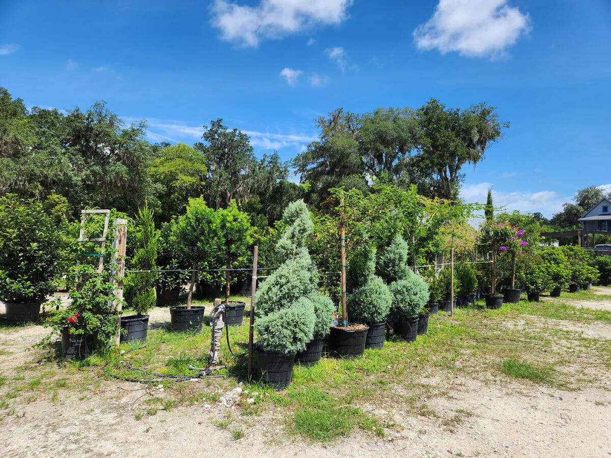 Gallery – Zephyr Lake Tree Farm