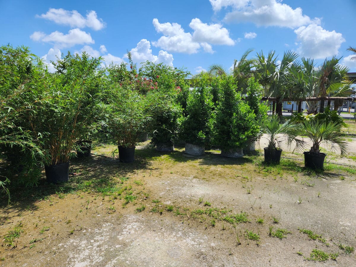 Gallery – Zephyr Lake Tree Farm