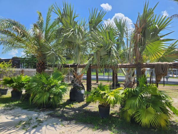 Gallery – Zephyr Lake Tree Farm