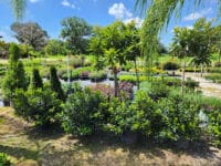 Gallery – Zephyr Lake Tree Farm