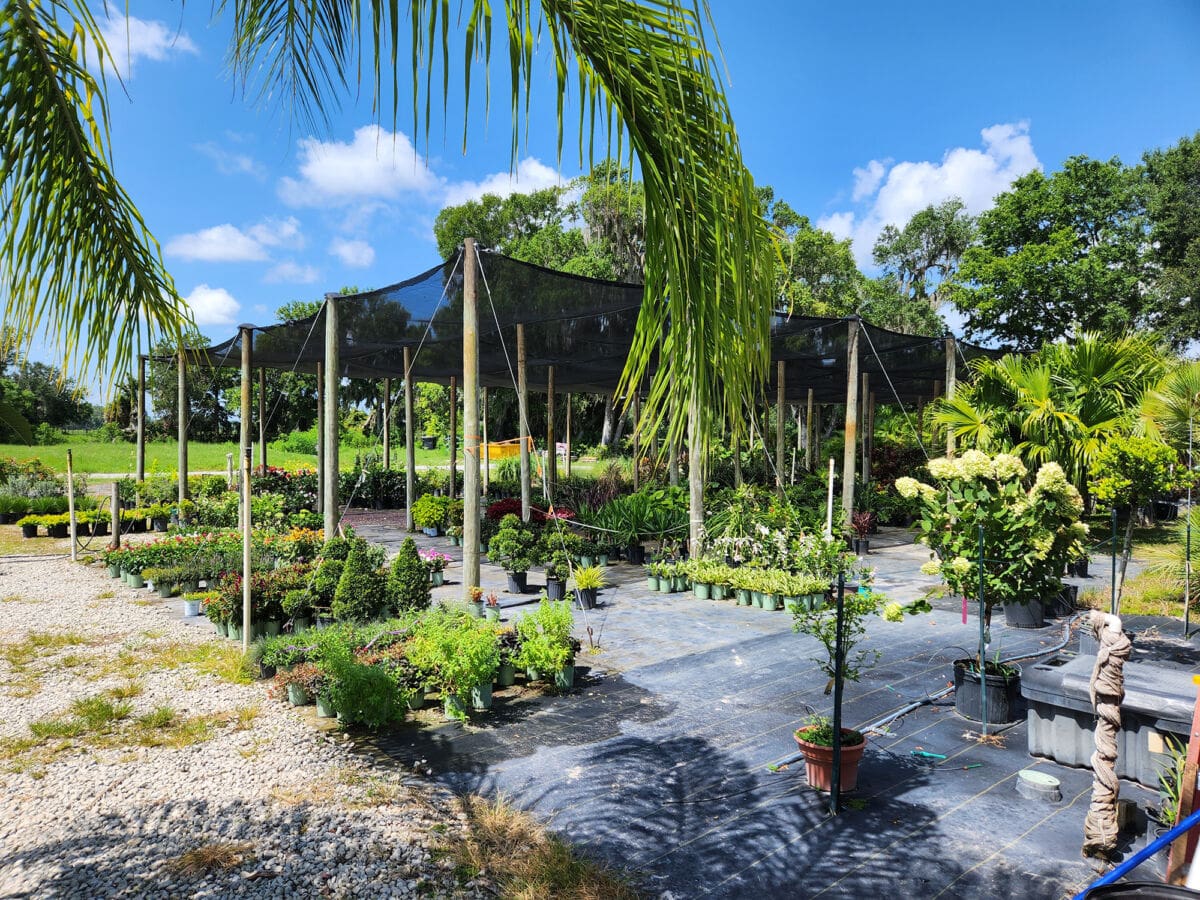 Gallery – Zephyr Lake Tree Farm