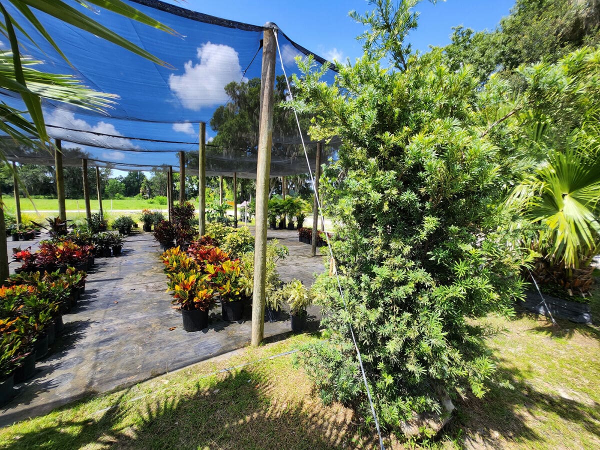 Gallery – Zephyr Lake Tree Farm