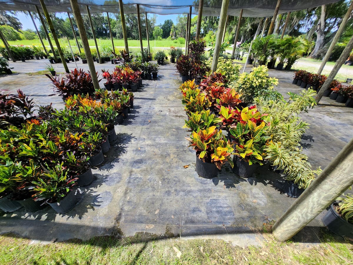 Gallery – Zephyr Lake Tree Farm