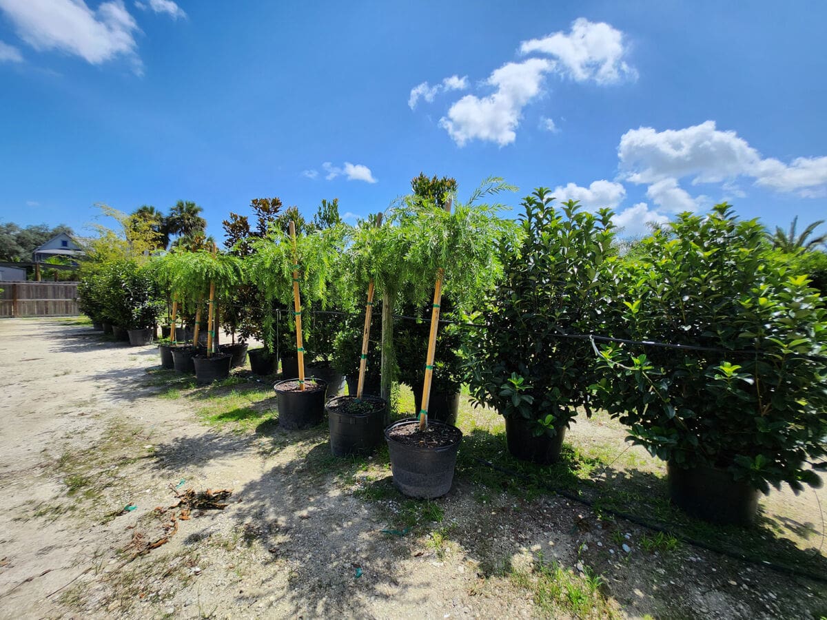 Gallery – Zephyr Lake Tree Farm