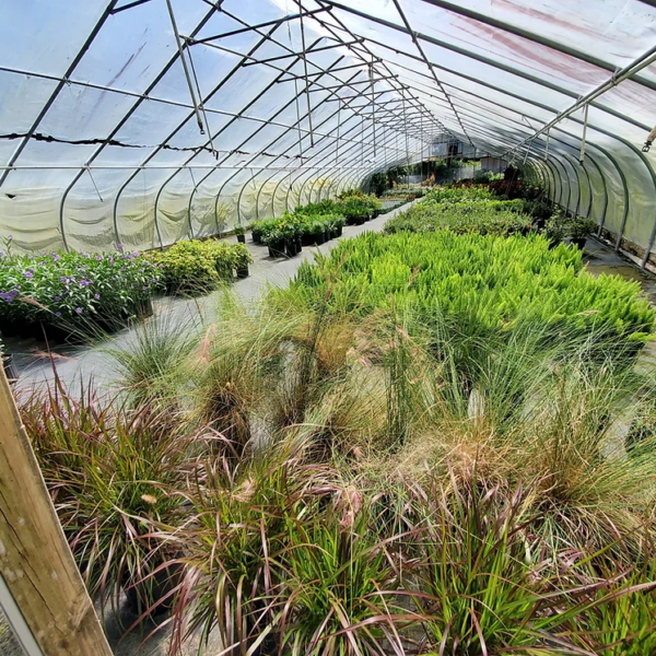 Welcome to Zephyr Lake Tree Farm - Your Nature Escape