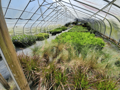 Welcome to Zephyr Lake Tree Farm - Your Nature Escape