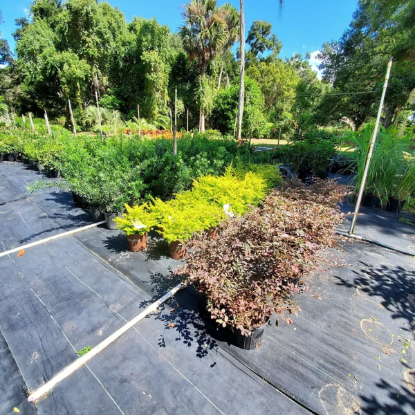 Welcome to Zephyr Lake Tree Farm - Your Nature Escape